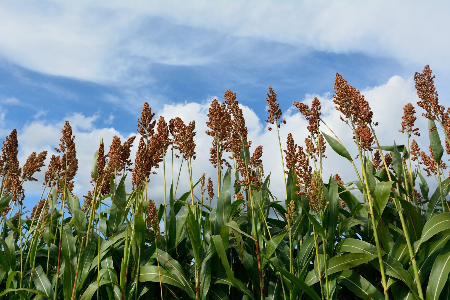 7 Amazing Benefits of Barnyard Millet