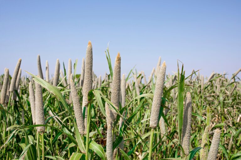9 Types of Millets and Their Benefits